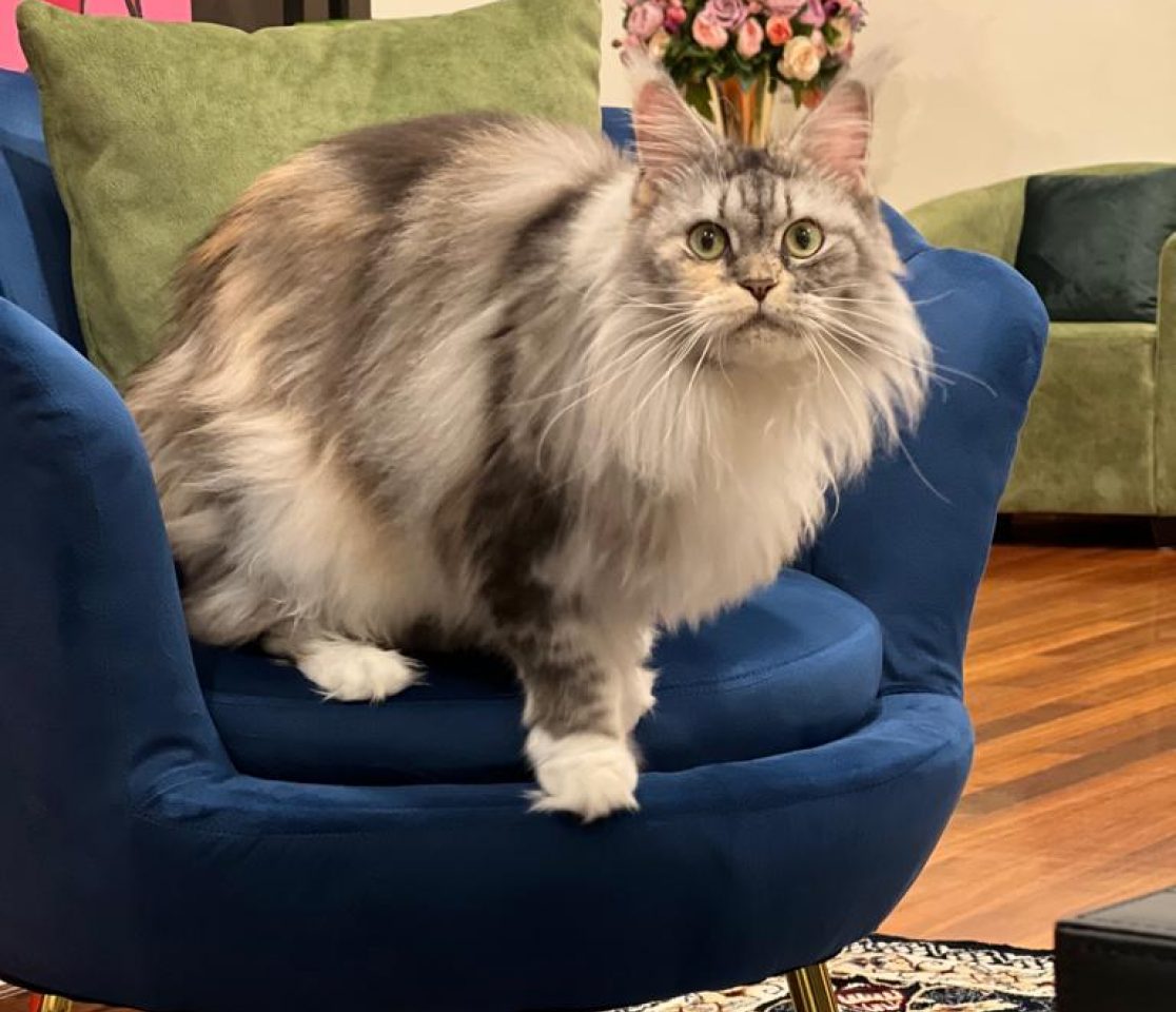 Natures For Life - Natural Plant-based Products For Pets Malaysia